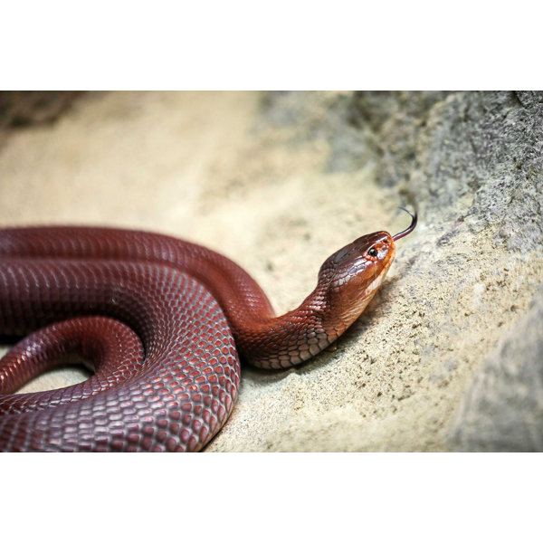 Ebern Designs Red Spitting Cobra by Tony Bendele - Wrapped Canvas Photograph | Wayfair